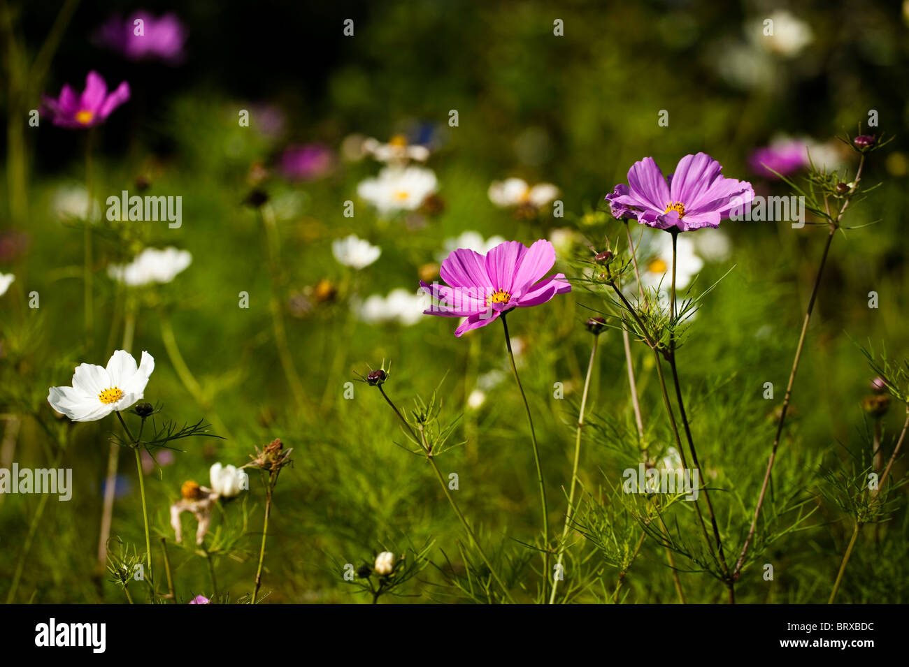 Mixed Cosmos bipinnatus in bloom Stock Photo - Alamy