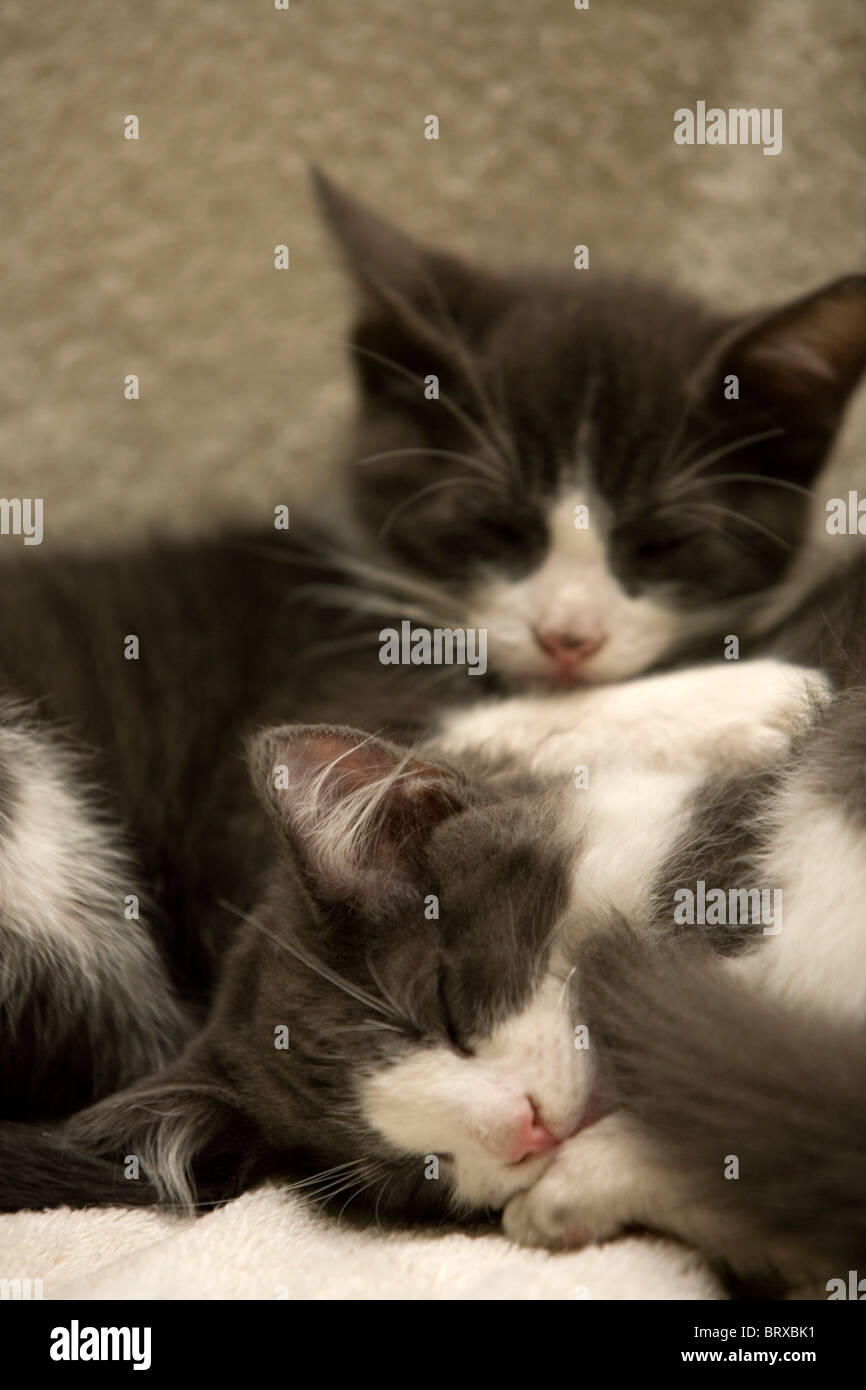 Brother kittens cuddle up to sleep in Mexico City, November 4, 2009 ...