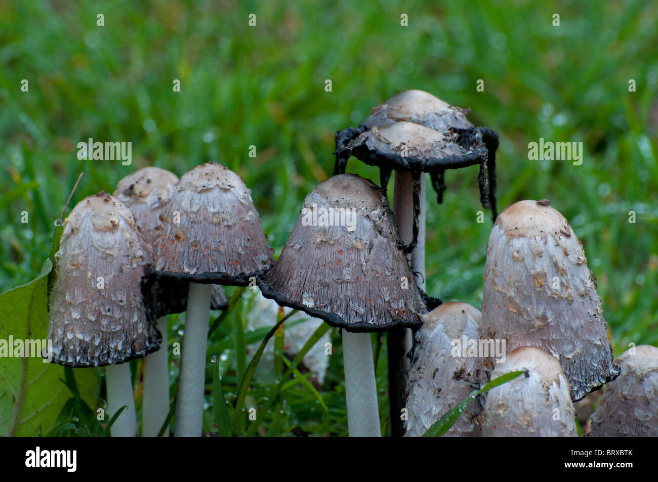 A group of toadstools Stock Photo - Alamy