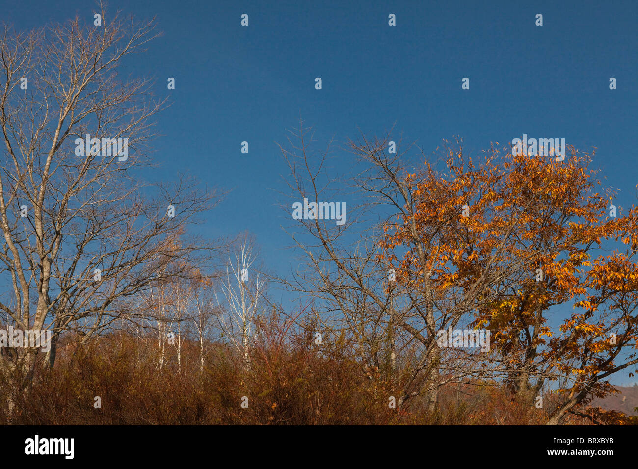 Clear Sky Over Autumnal Tree Stock Photo - Alamy