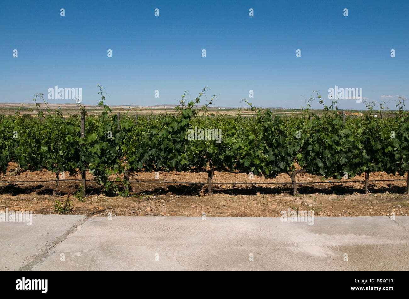 vineyards in the spanish Toro region Stock Photo - Alamy