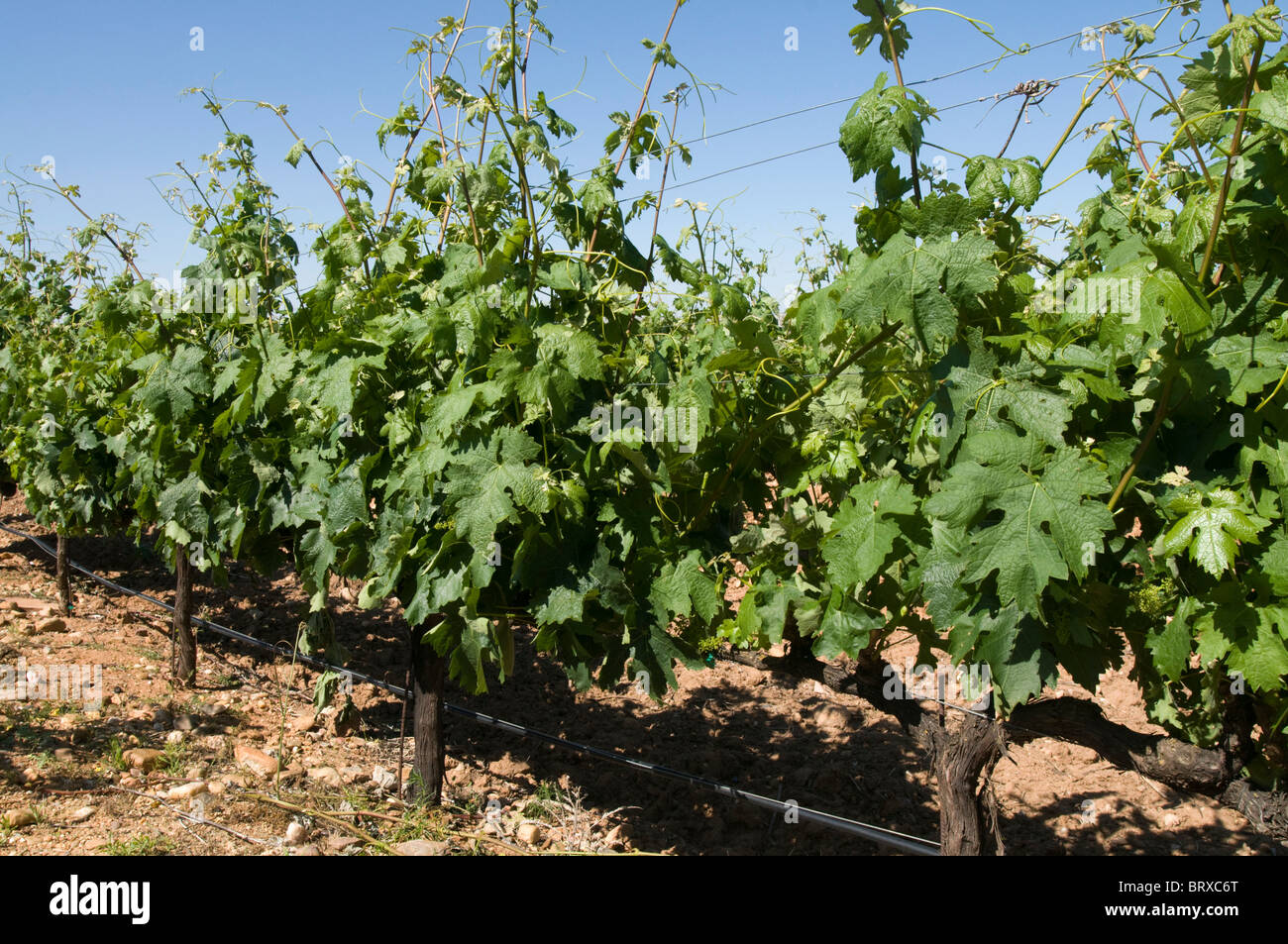 vineyards in the spanish Toro region Stock Photo - Alamy