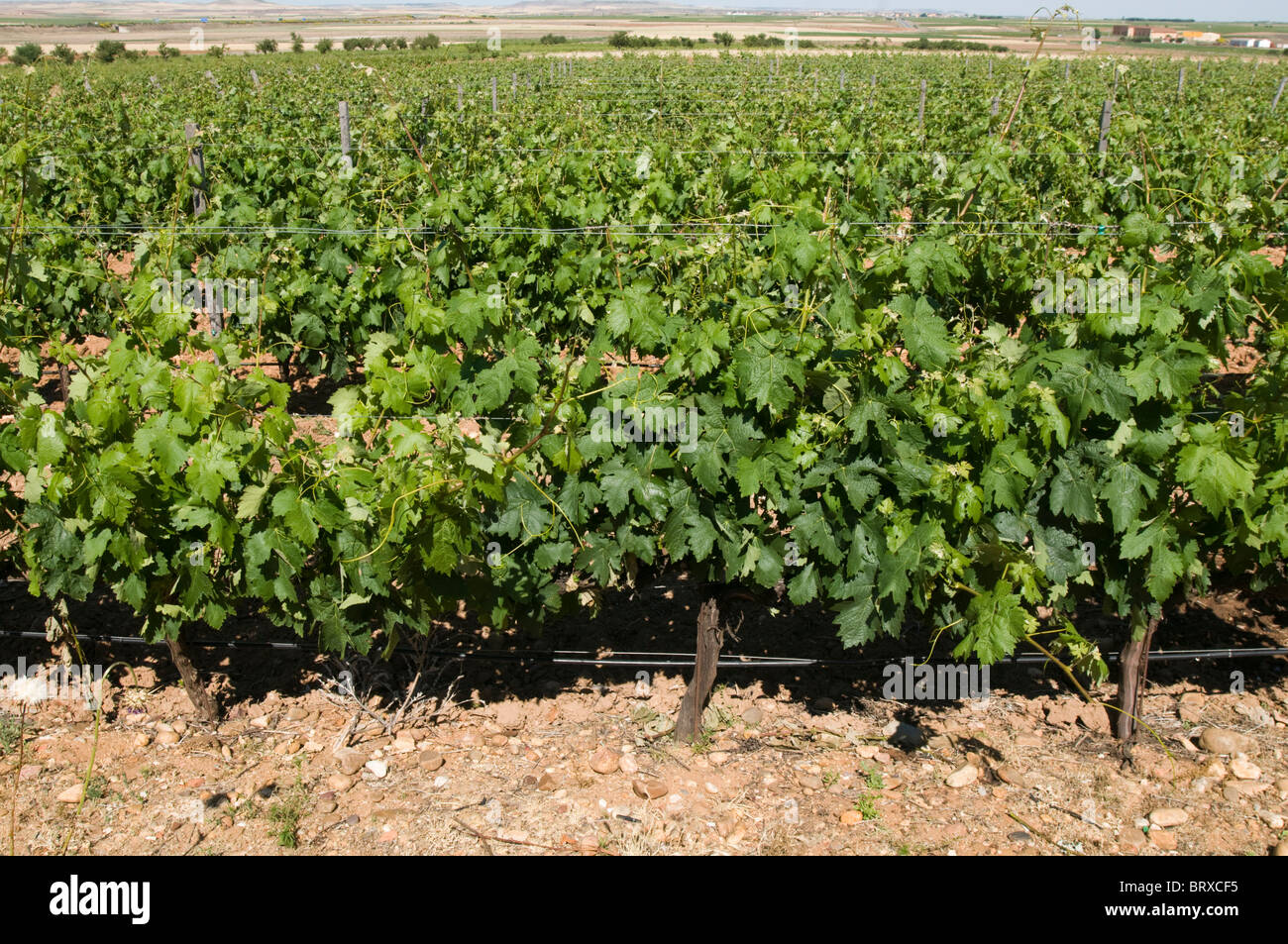 vineyards in the spanish Toro region Stock Photo - Alamy