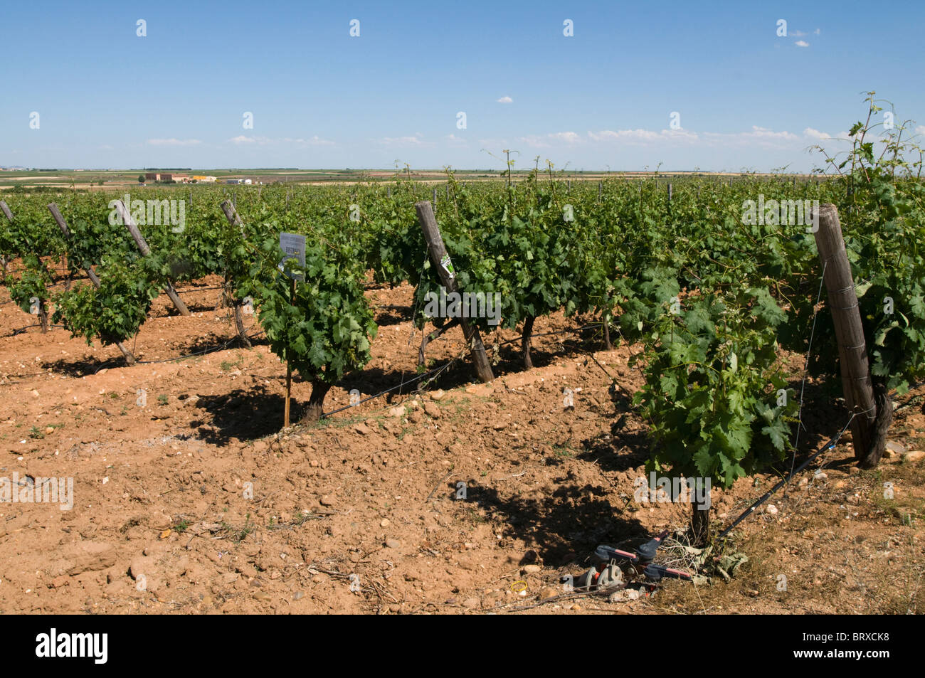 vineyards in the spanish Toro region Stock Photo - Alamy