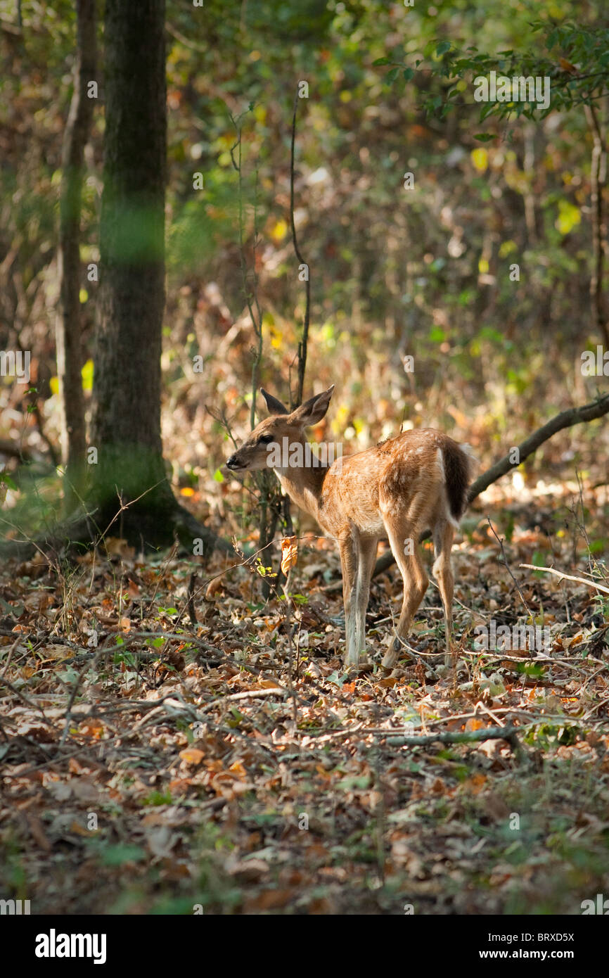 Whitetail doe hi-res stock photography and images - Alamy