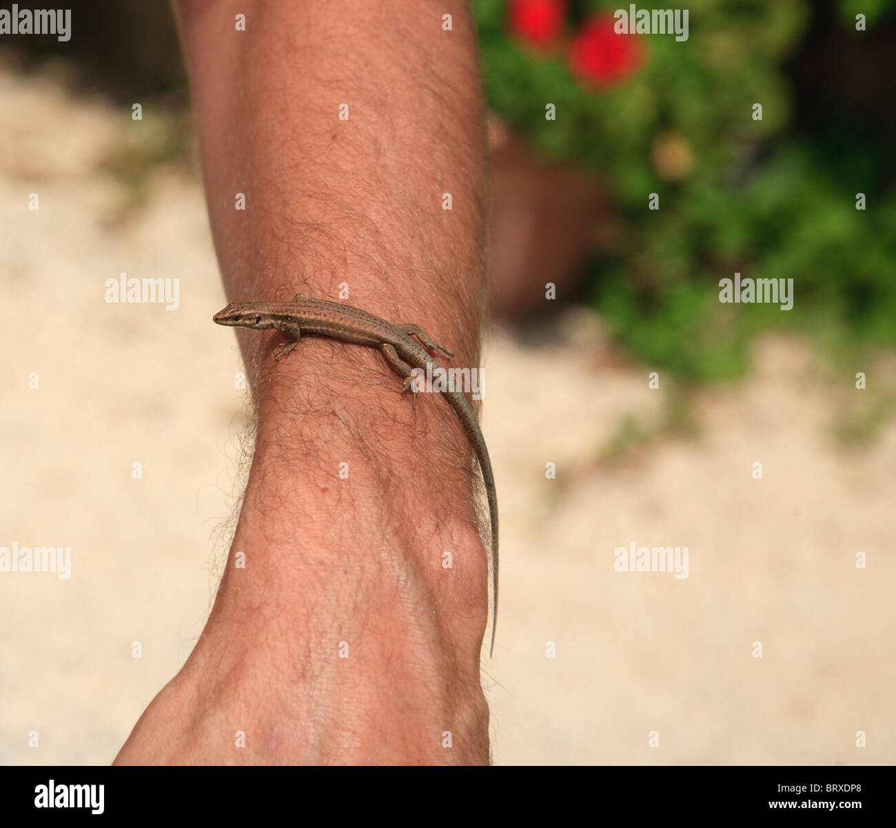 Arm lizard hi-res stock photography and images - Alamy