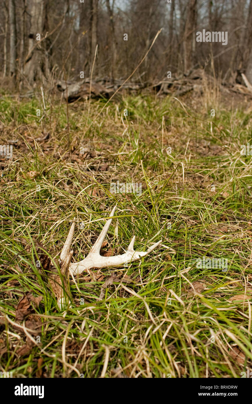 shed antler on the ground Stock Photo - Alamy