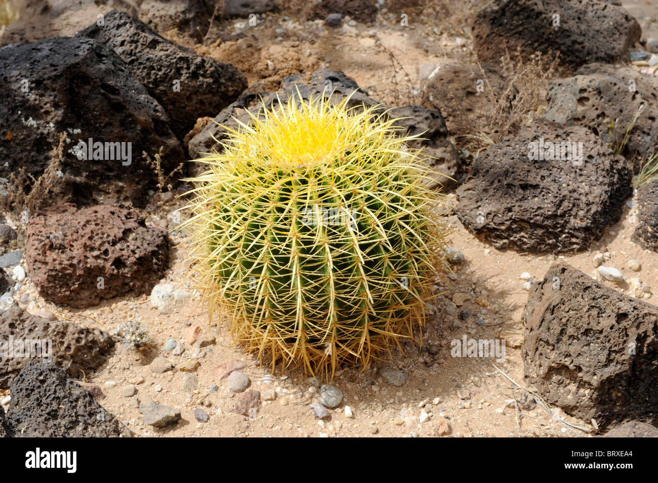 Small Yellow Cactus Plants in Courtyard at Mission San Xavier del Bac ...