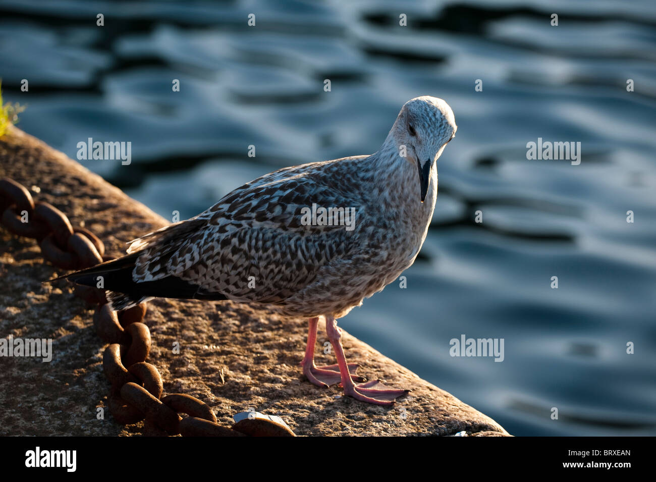 Young seagull on the quayside at Mevagissey in Cornwall, United Kingdom ...