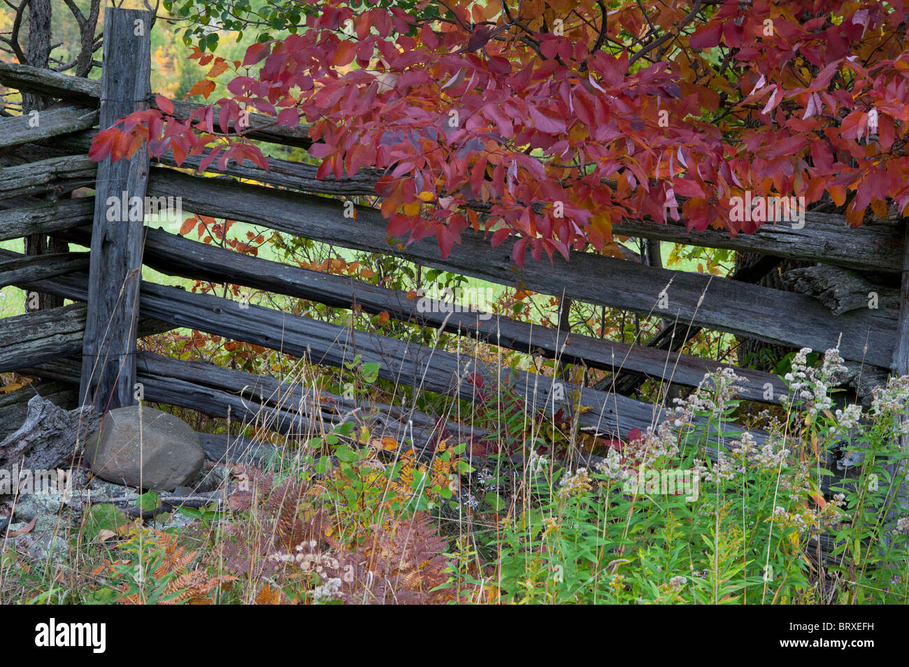 Autumn leaves overhang a split-rail fence on Manitoulin Island Stock ...