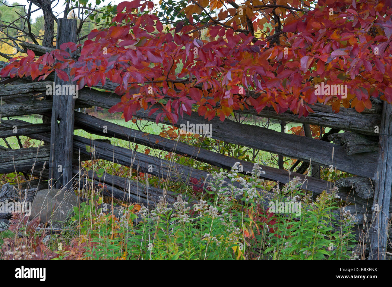 Autumn leaves overhang a split-rail fence on Manitoulin Island Stock ...