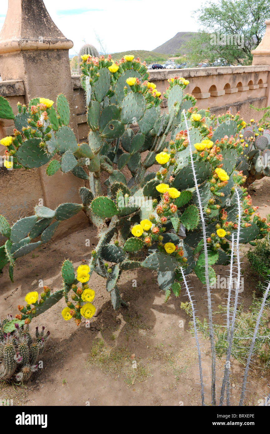 Large Yellow Cactus Plant in Courtyard at Mission San Xavier del Bac ...
