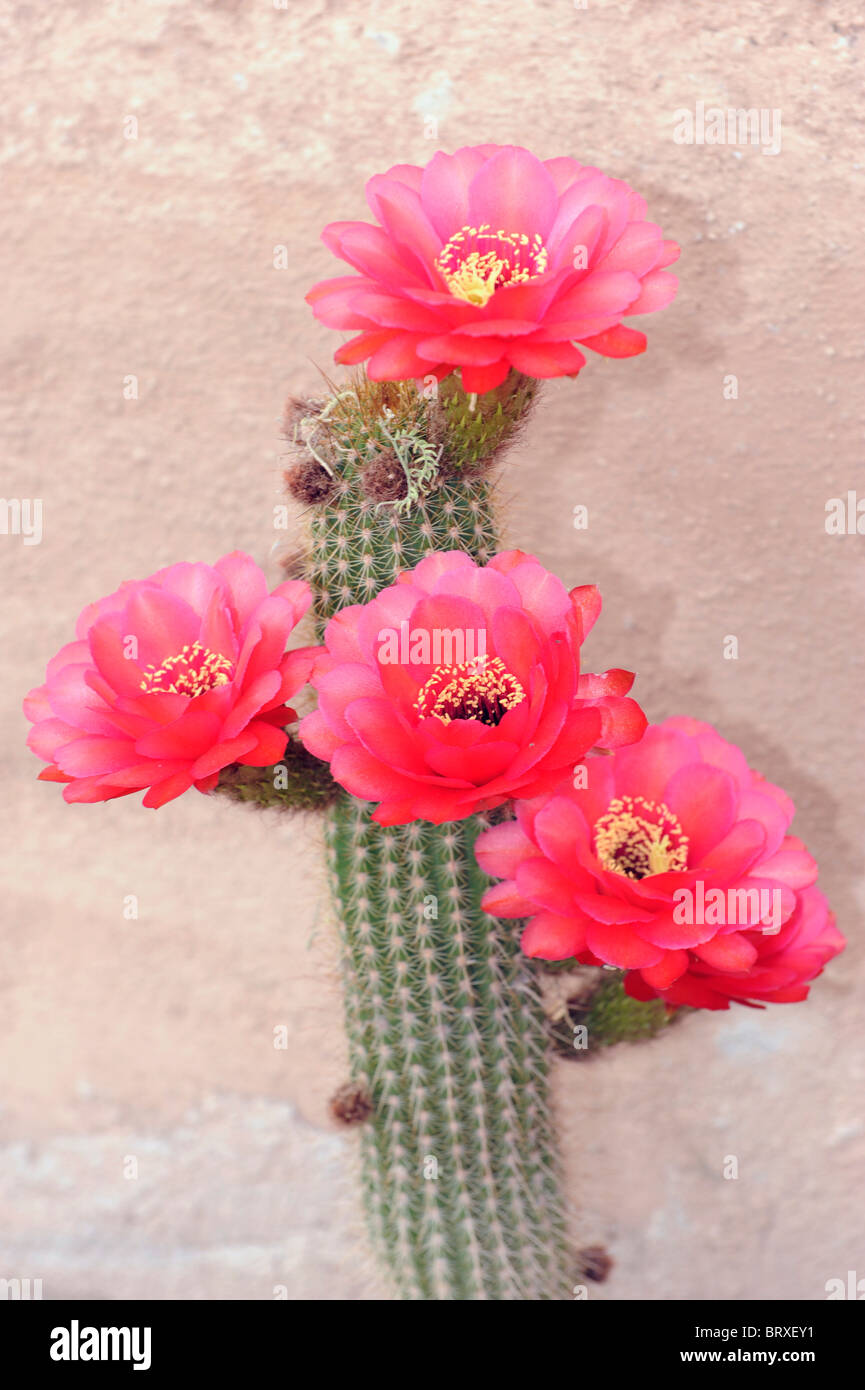 Pink Cactus Plants in Courtyard at Mission San Xavier del Bac Tucson ...