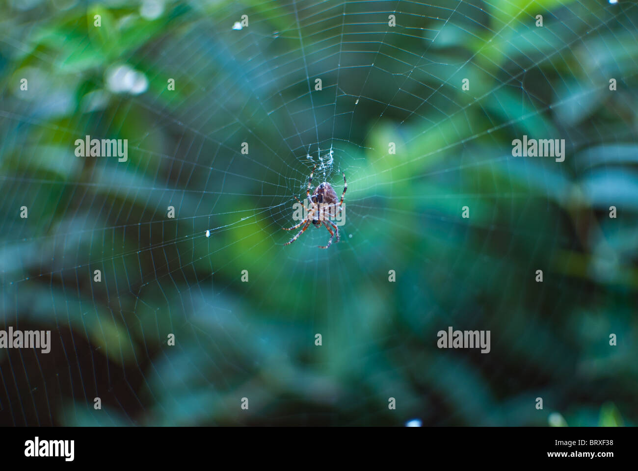 Spider in Web Stock Photo - Alamy