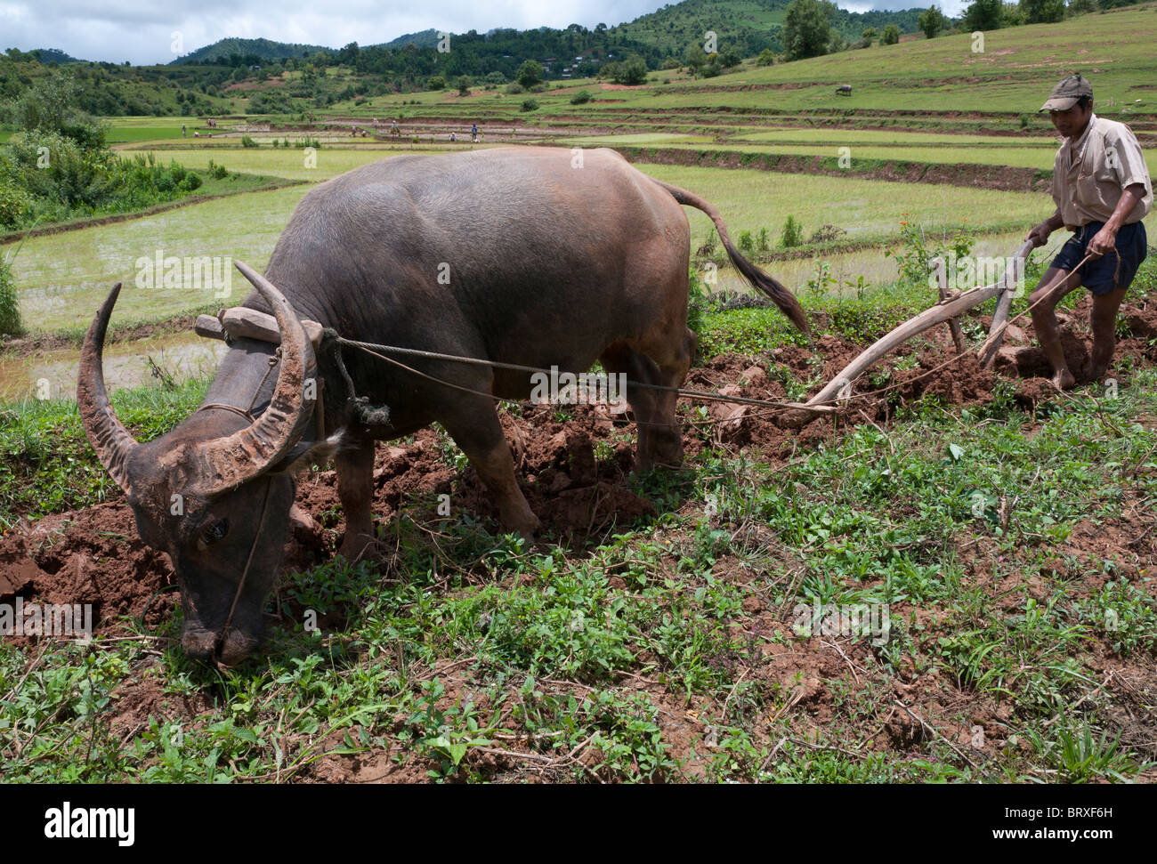 farmer plowing his field with buffalo. Shan Hills. Myanmar Stock Photo ...