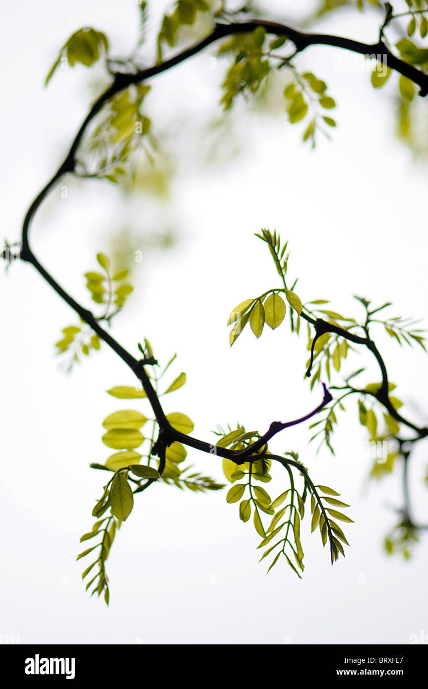 Upright arching stems hi-res stock photography and images - Alamy