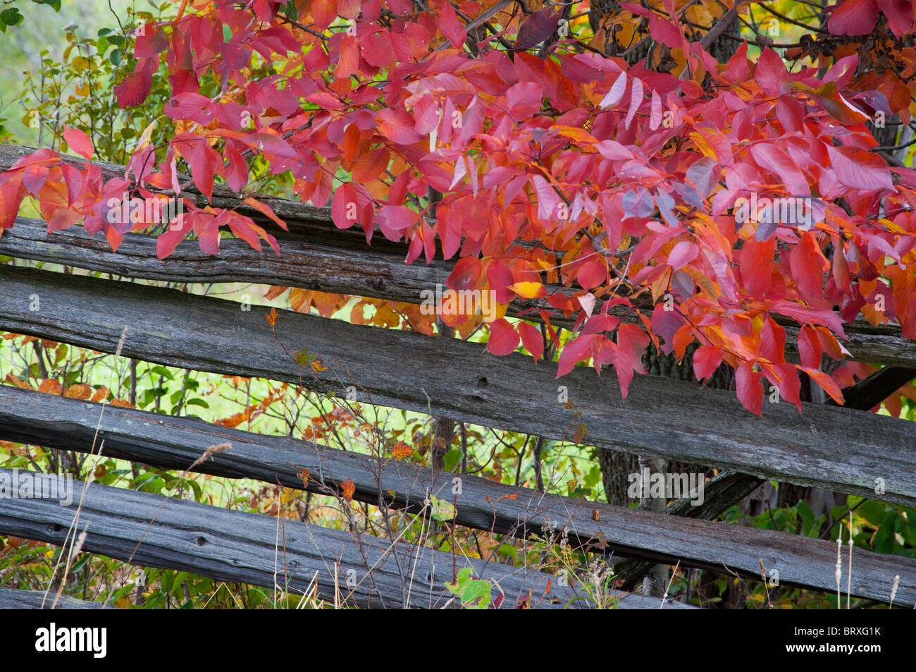 Autumn leaves overhang a split-rail fence on Manitoulin Island Stock ...