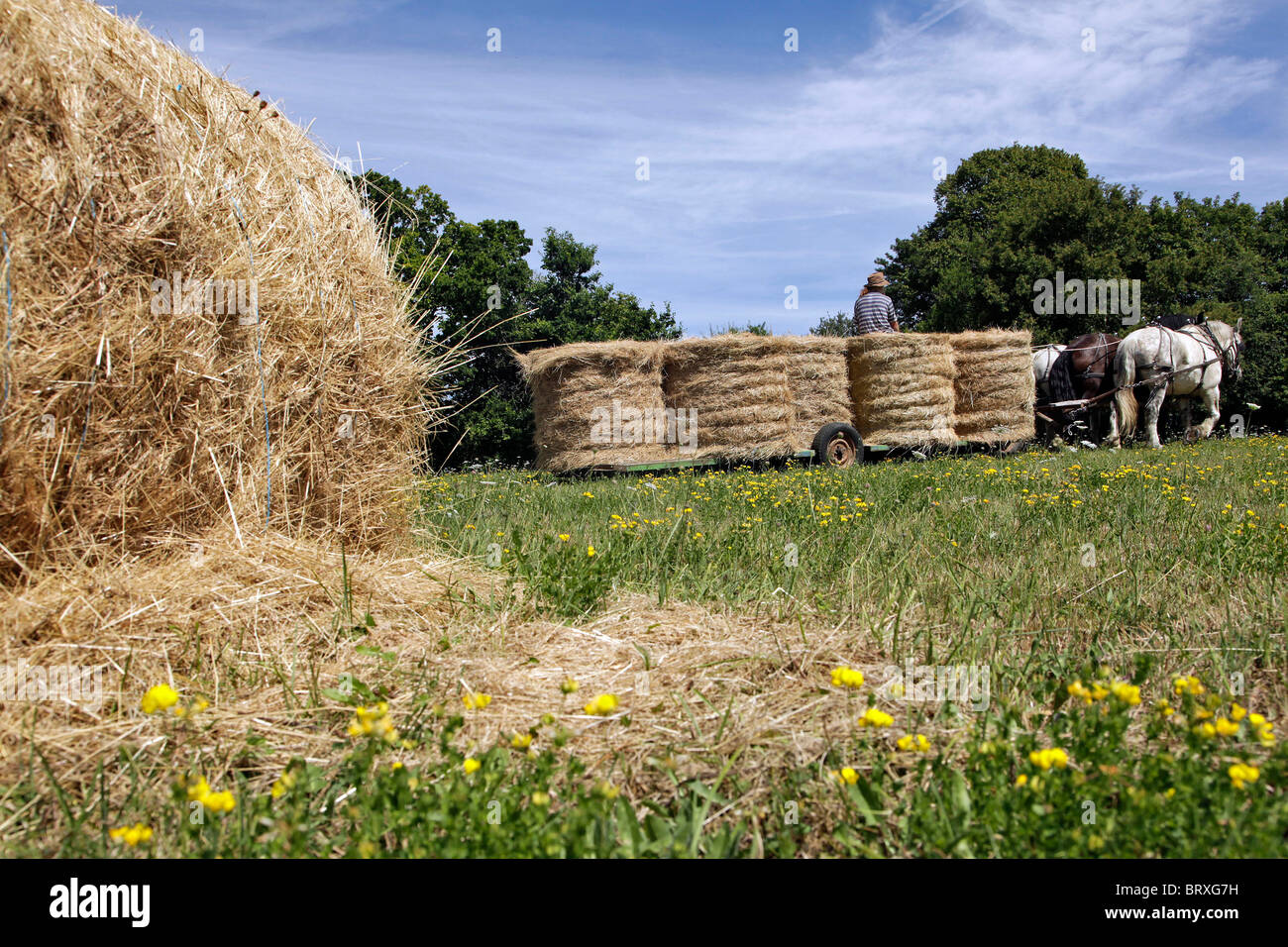 COLLECTING HAY BALES, WORKING IN THE FIELDS WITH A HARNESSED TEAM OF ...