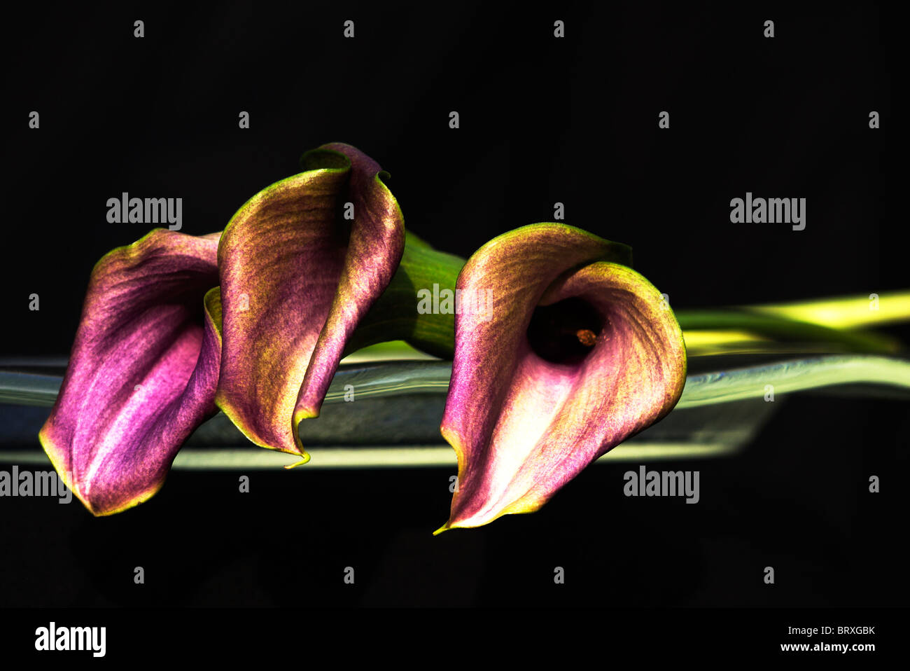 The beauty of a Calla lily resting on a glass plate in the late evening ...