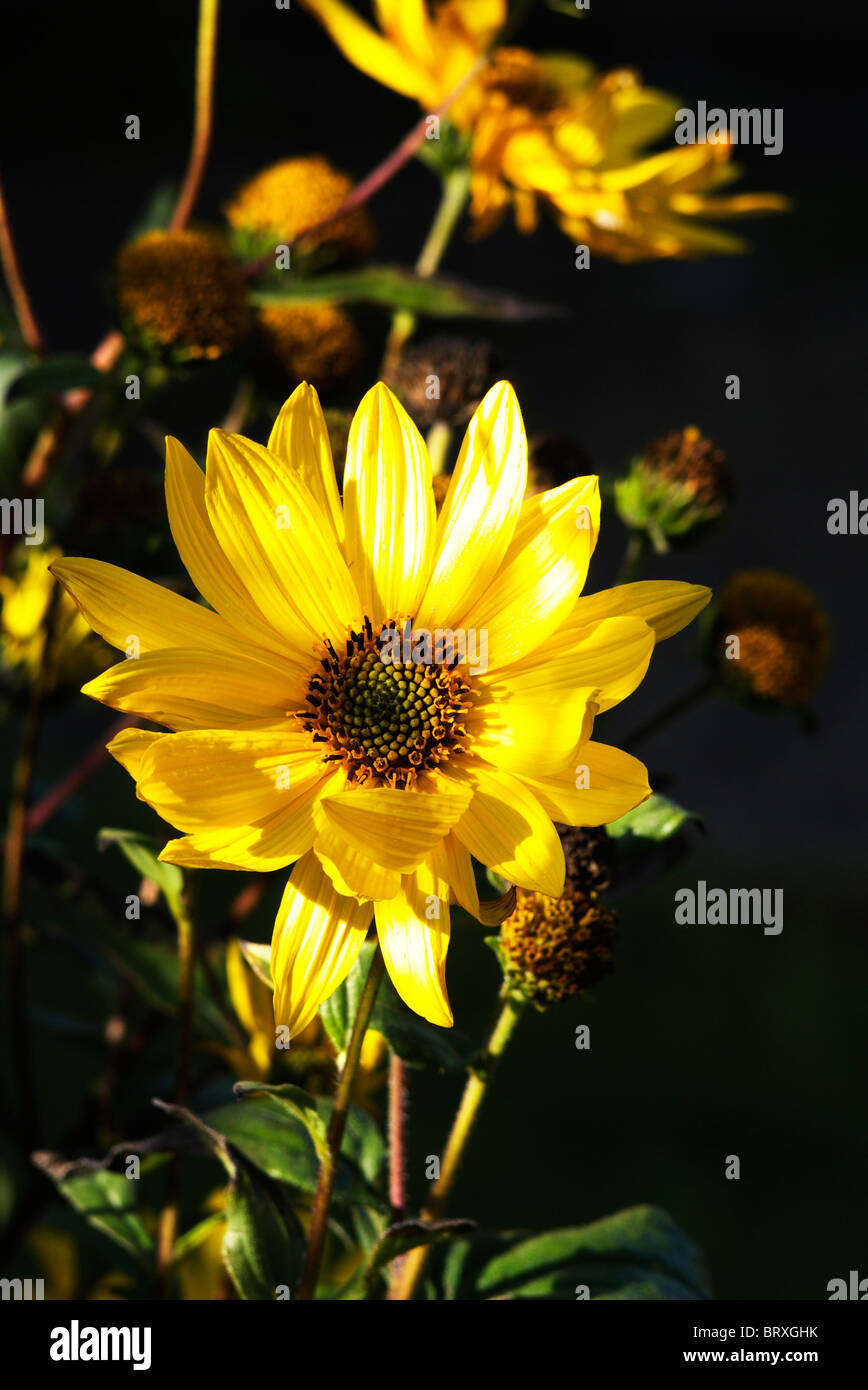 The light finds its way to the flower head through the foliage Stock ...