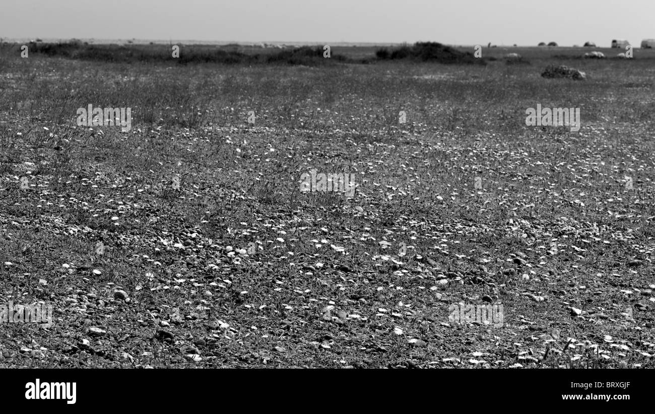 the beach at dungeness,kent,u.k Stock Photo - Alamy