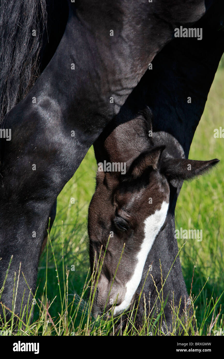 YOUNG PERCHERON FOAL AT BIRTH NEXT TO ITS MOTHER, LES ECURIES DES ...