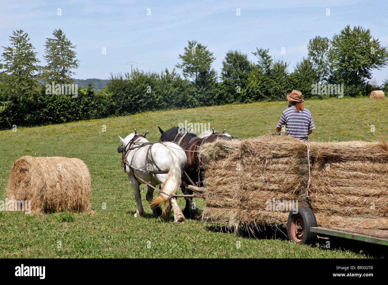 Perche horse hi-res stock photography and images - Alamy