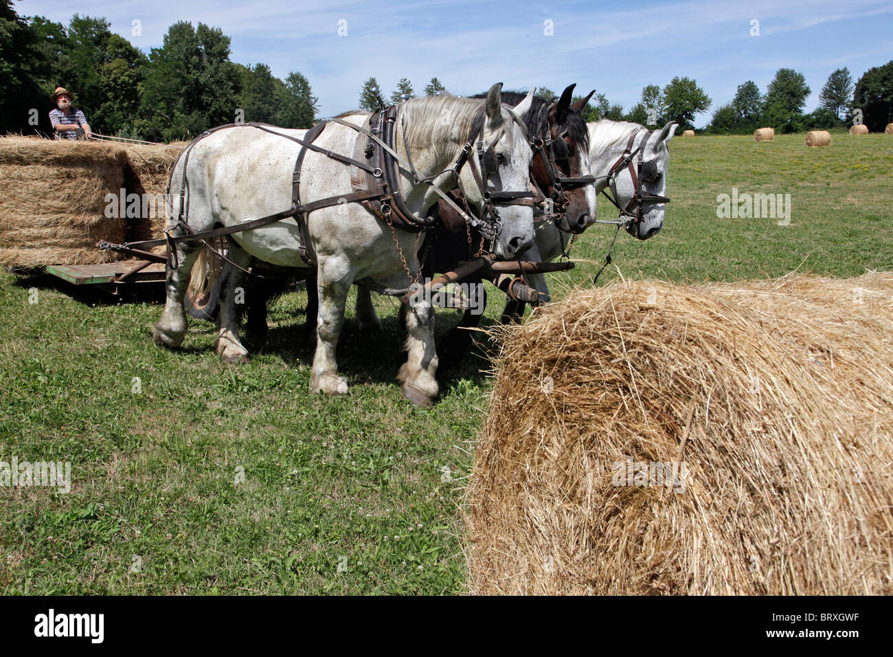 COLLECTING HAY BALES, WORKING IN THE FIELDS WITH A HARNESSED TEAM OF ...