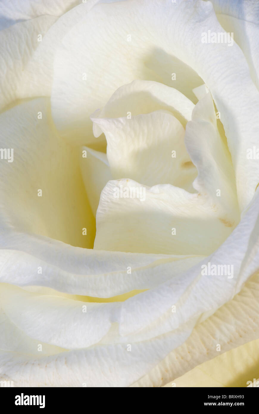 Close up of the white rose flower Stock Photo - Alamy