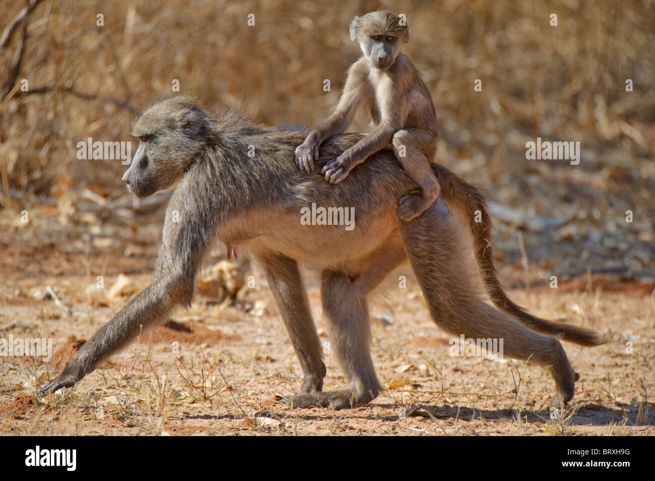 Mahango Game Reserve High Resolution Stock Photography and Images - Alamy
