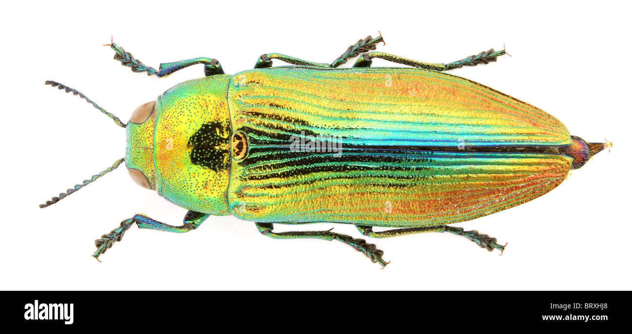 Jewel beetle isolated on white background Stock Photo - Alamy