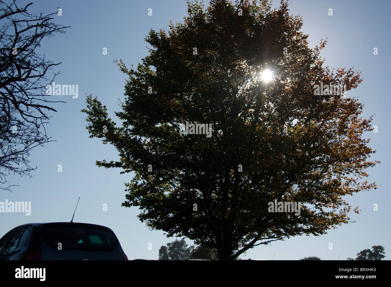 Sun through tree Stock Photo - Alamy