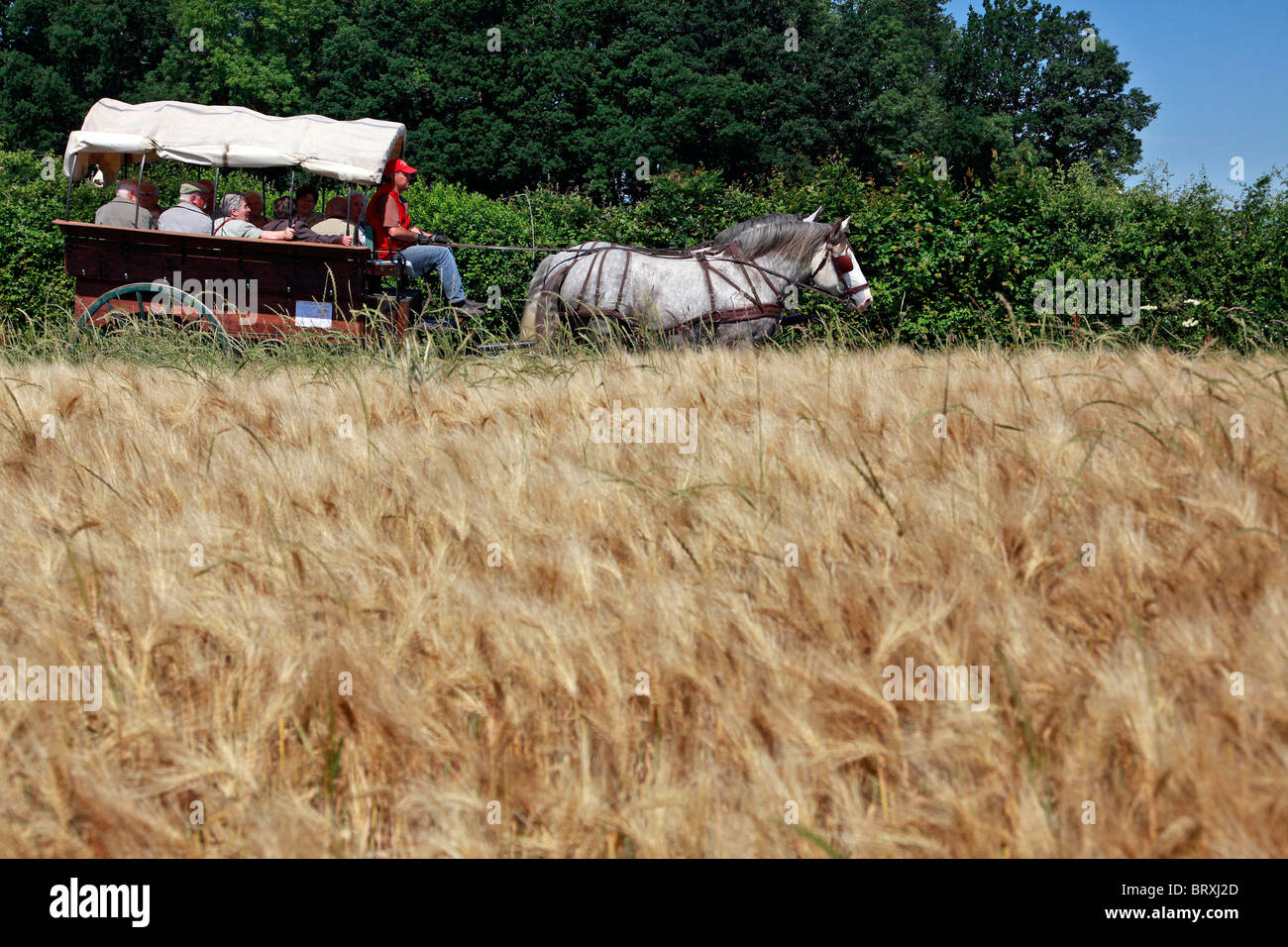 PERCHERON HORSES, PERCHE, FRANCE Stock Photo - Alamy