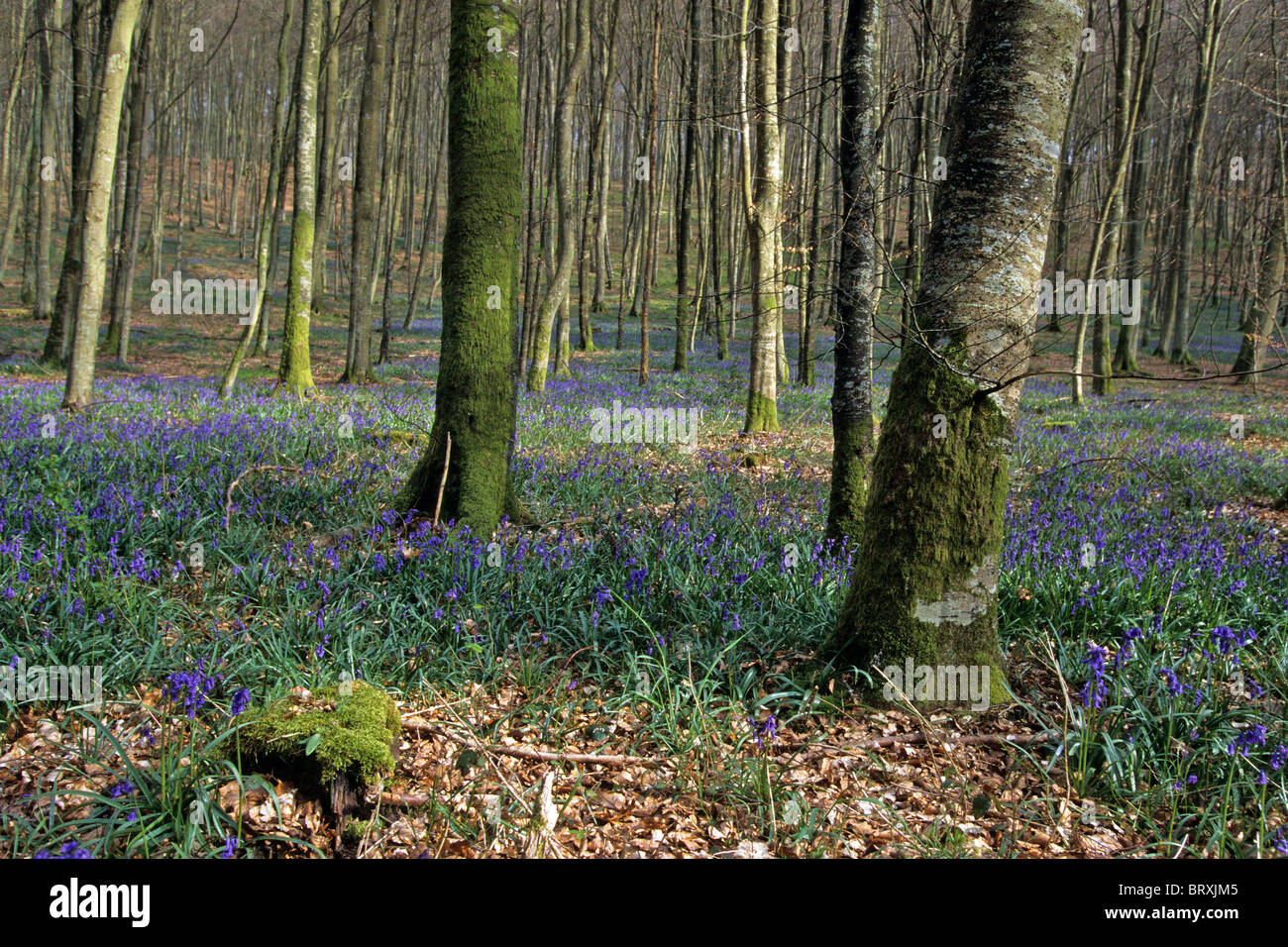 EAWY FOREST, THE REGION OF BRAY, SEINE-MARITIME (76), FRANCE Stock ...