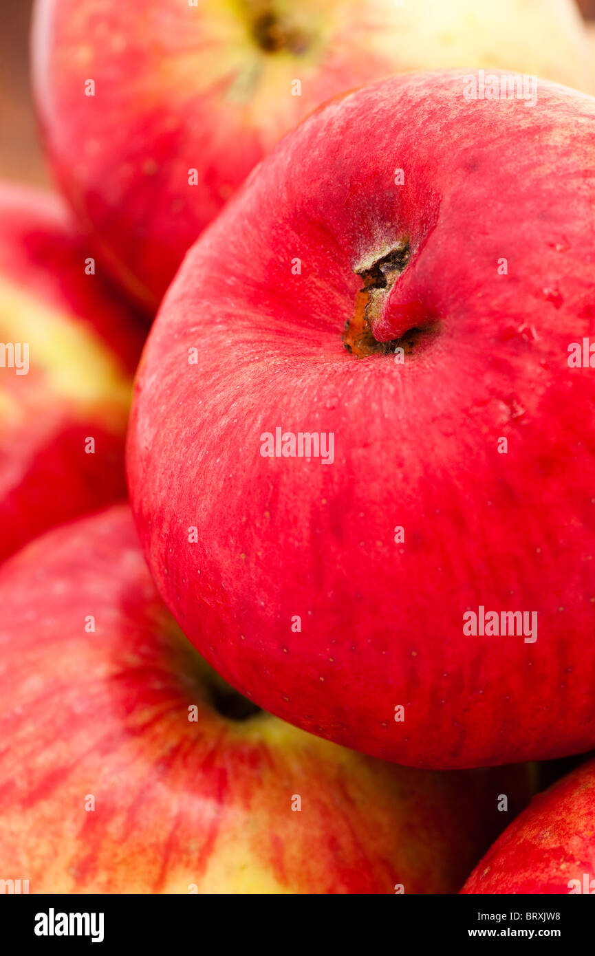 Apples, Malus domestica 'Newton Wonder’ Stock Photo - Alamy