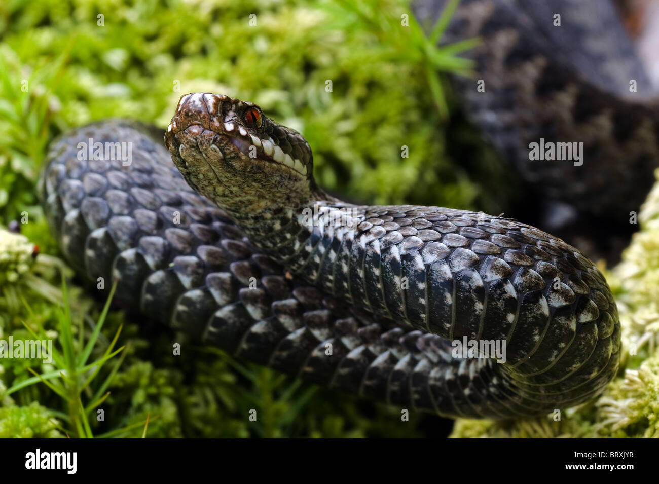 The Viper has accepted a menacing pose and is ready to a throw Stock ...