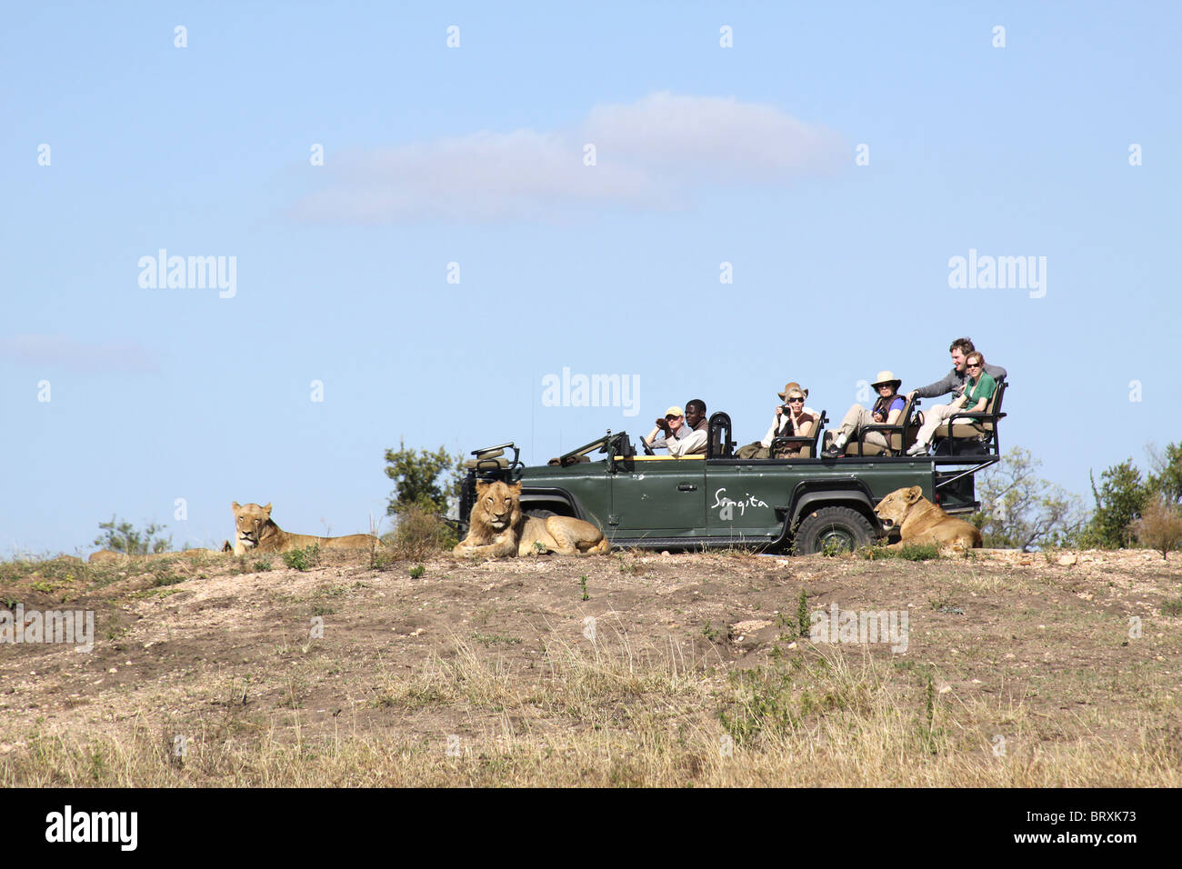 Lion south africa jeep hi-res stock photography and images - Alamy