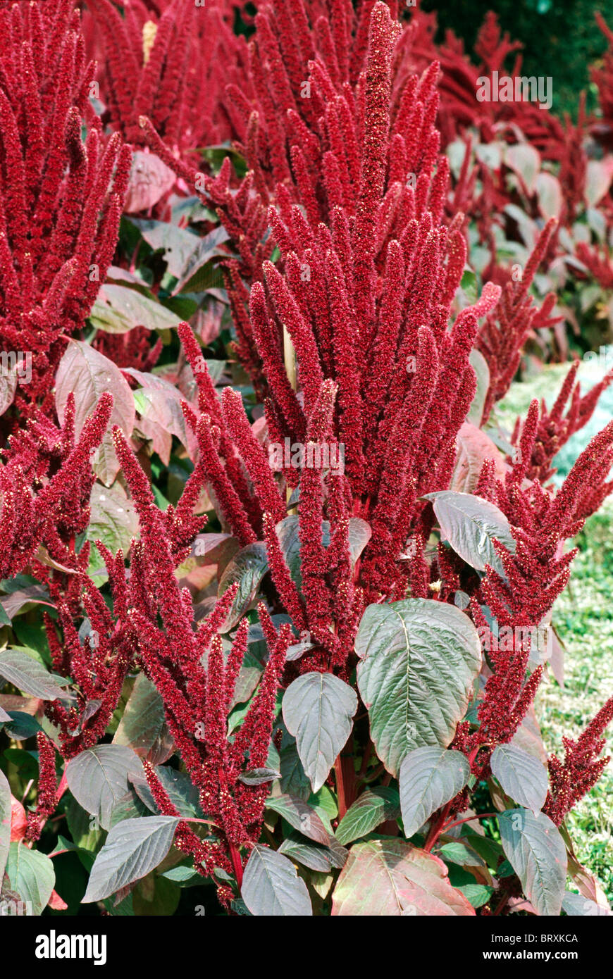 Close up of dark red Amaranthus Stock Photo - Alamy