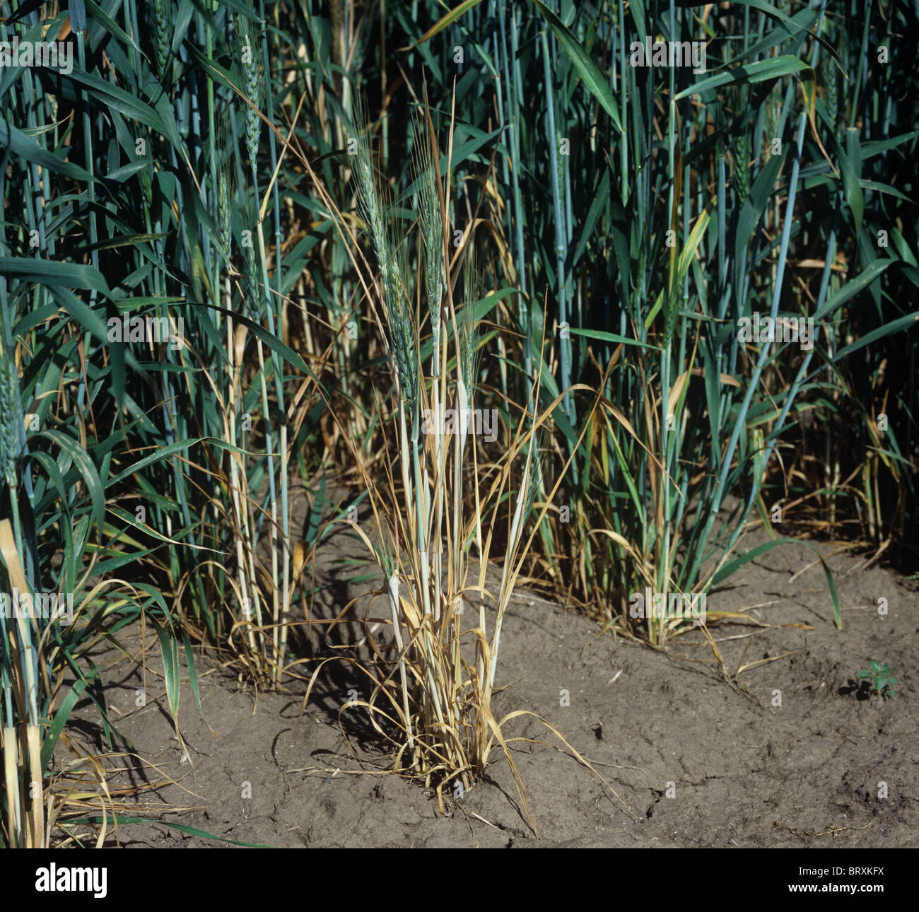 Take-all (Gaeumannomyces graminis) diseased wheat plants, Montana Stock ...