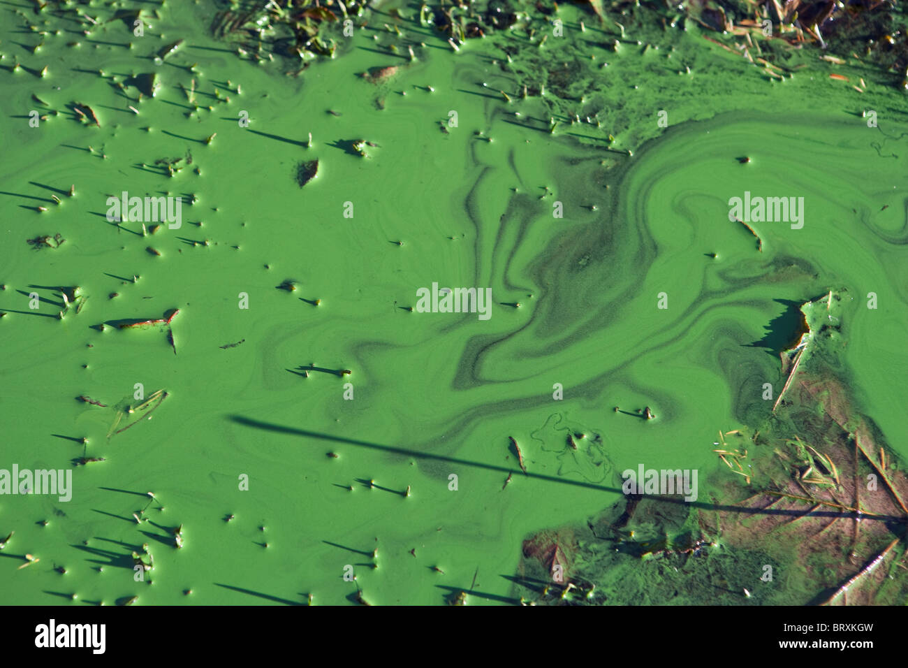 Poison algae hi-res stock photography and images - Alamy
