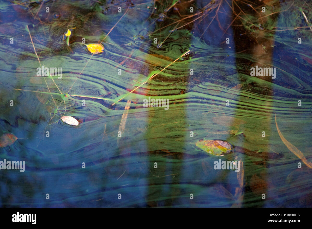 Poison algae hi-res stock photography and images - Alamy