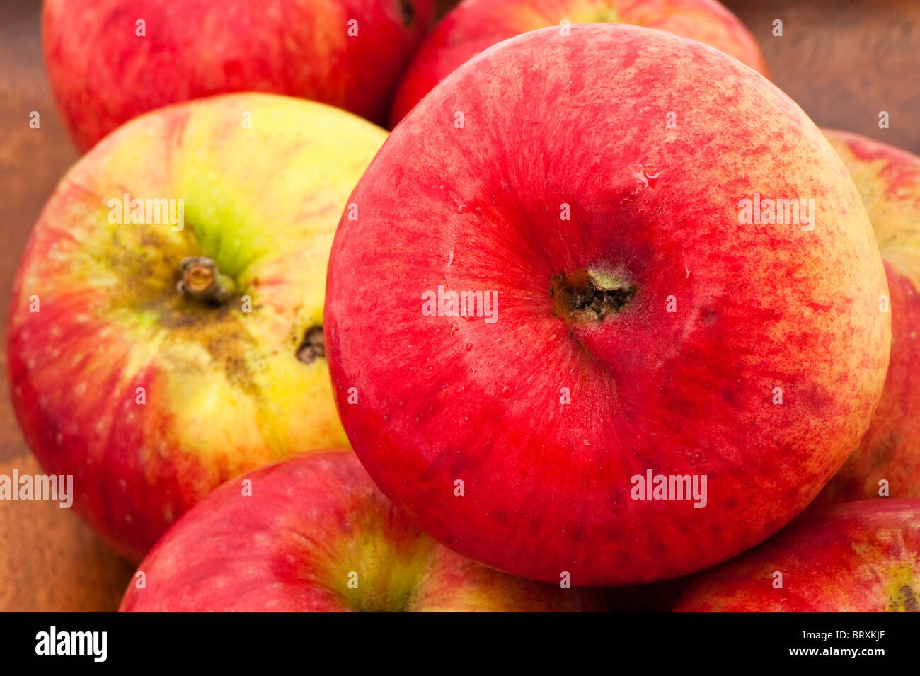 Apples, Malus domestica 'Newton Wonder’ Stock Photo - Alamy
