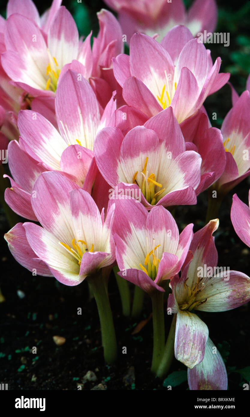 Autumn crocus colchicum speciosum hi-res stock photography and images ...