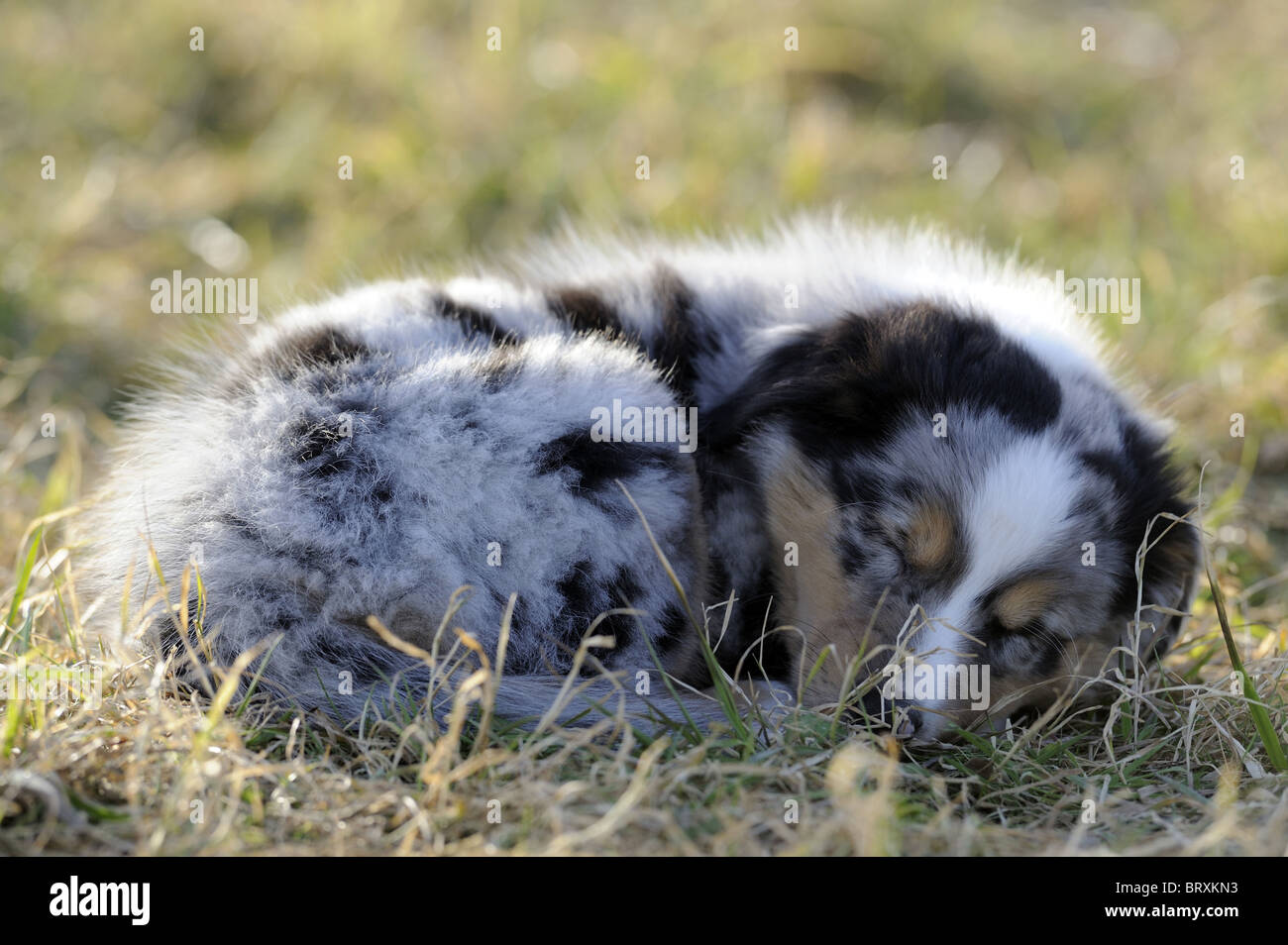 Can Australian Shepherds Sleep Outside
