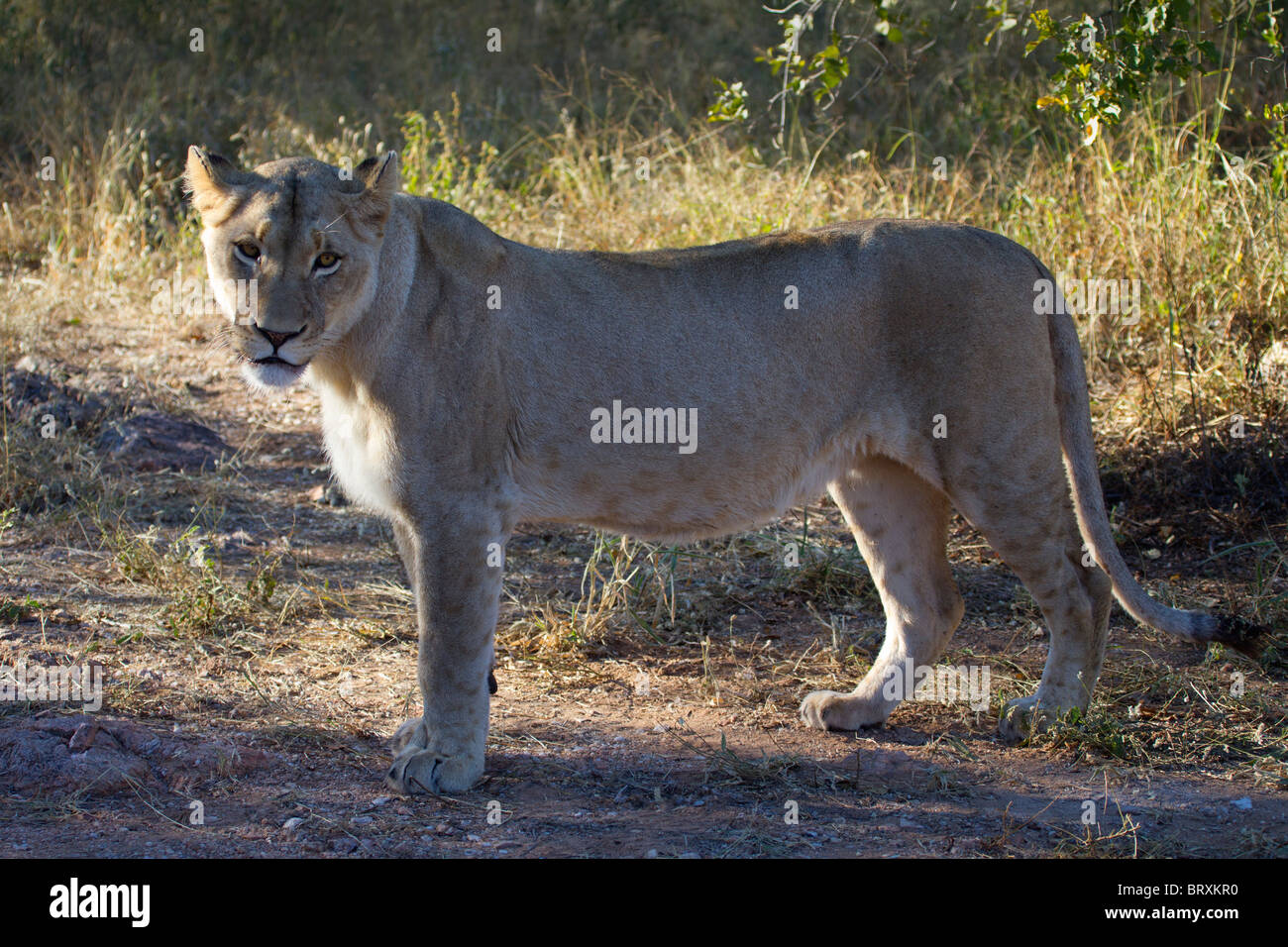 Young Female Lion Portrait Stock Photo - Alamy
