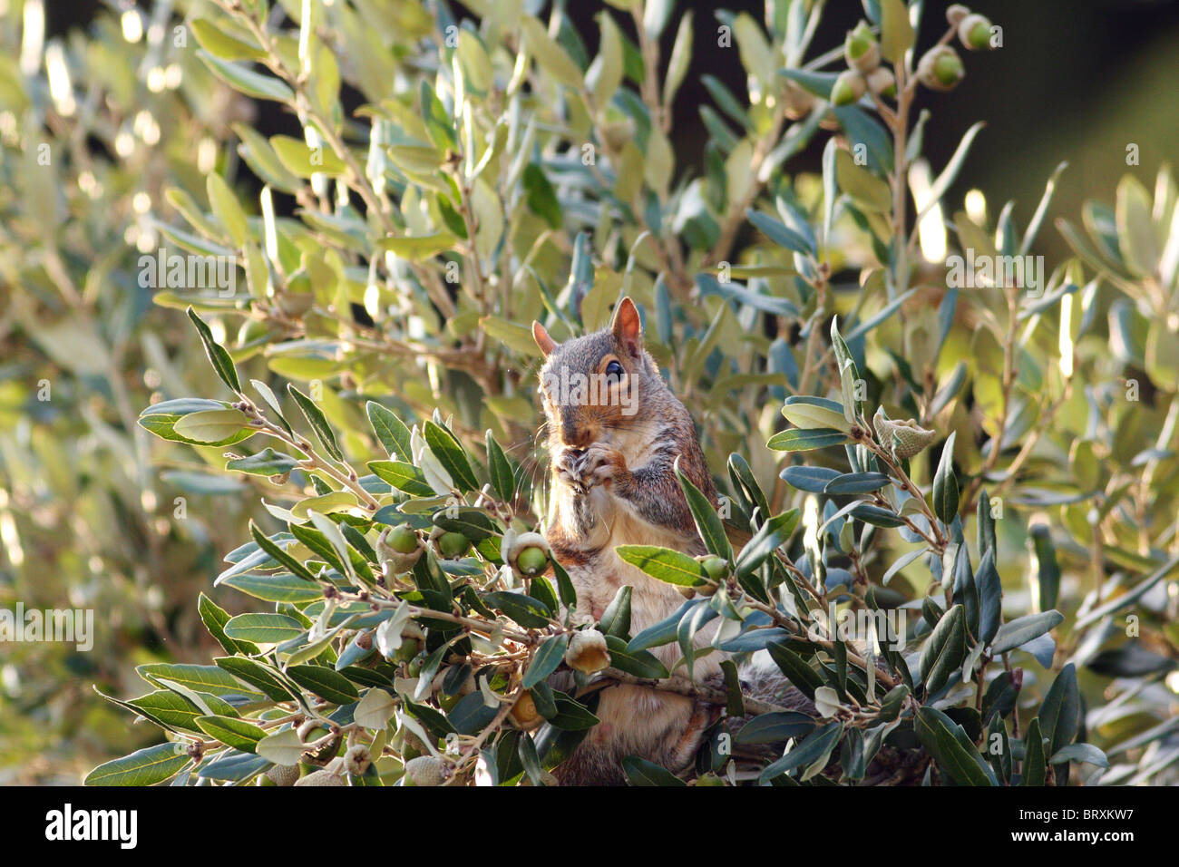 Grey squirrel collecting acorns hi-res stock photography and images - Alamy