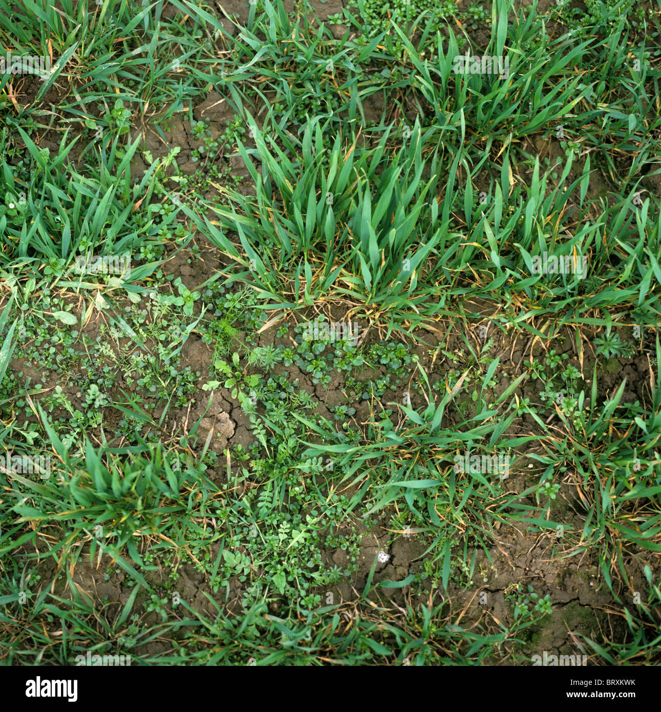 Mixed broad-leaved weed seedlings and some grasses in a young wheat ...