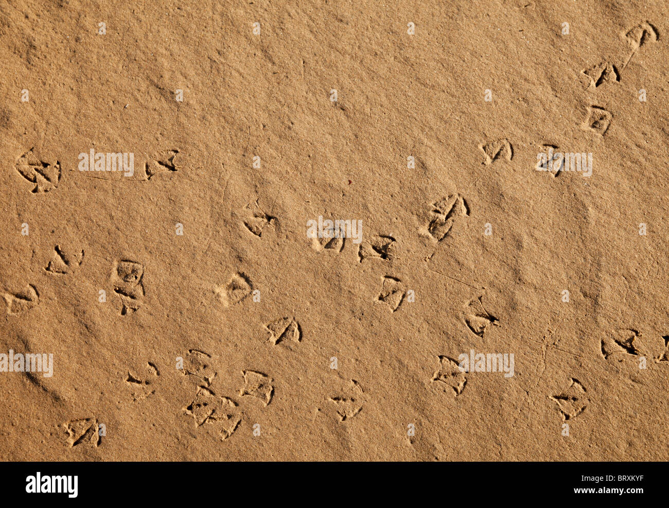 Avian tracks hi-res stock photography and images - Alamy