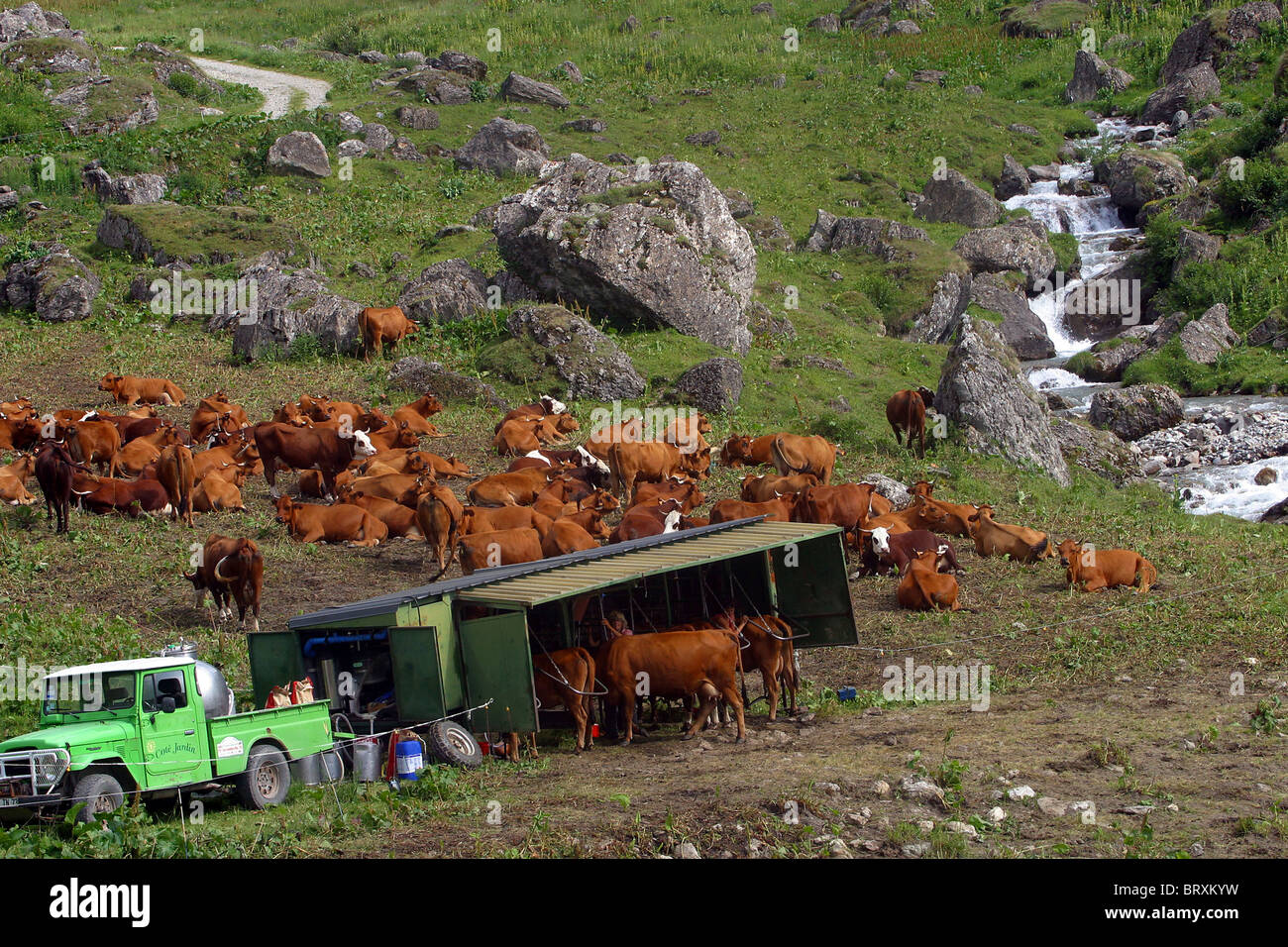 Tarentaise Cows High Resolution Stock Photography and Images - Alamy