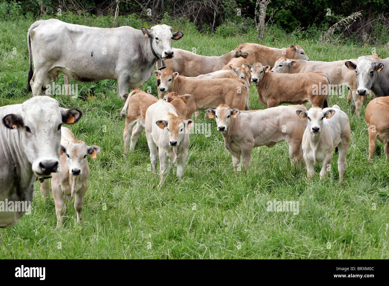 HERD OF GASCONNE BROOD COWS AND THEIR CALVES, ARIEGE (09), FRANCE Stock ...